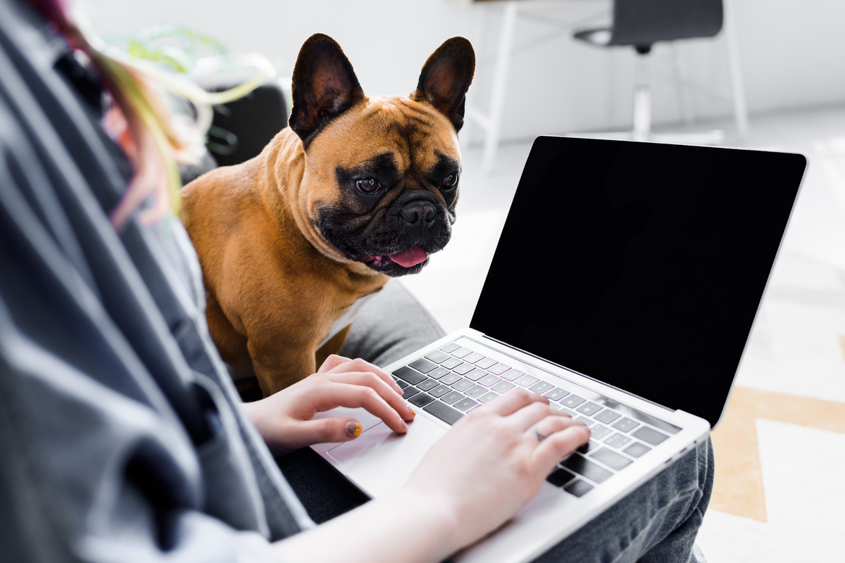 6 Essentials You Need in Your Home Office (Dog Optional)