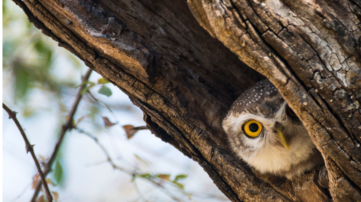 The Owl House Movie is Coming Soon so Catch Up Now on DIRECTV | DIRECTV ...
